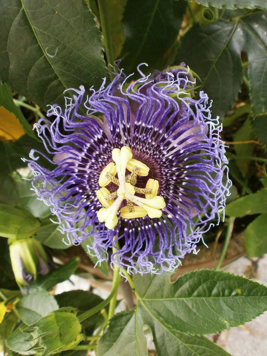 Passiflora Byron's Beauty | 5_Seeds – Butterfly Garden Seeds