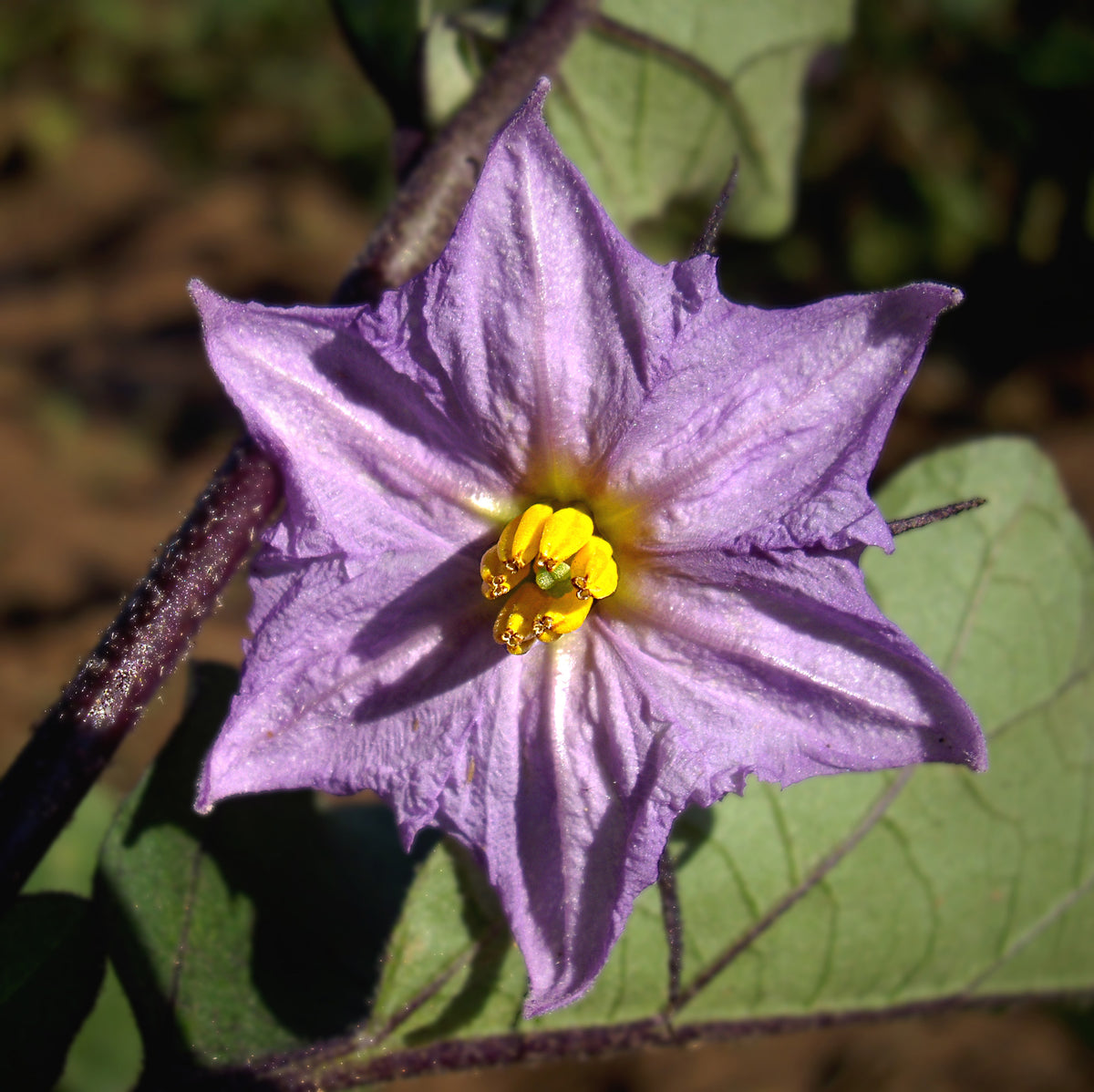 Solanum melongena | Golden Eggs | Aubergine | Ornamental Eggplant | 10 – Butterfly Garden Seeds