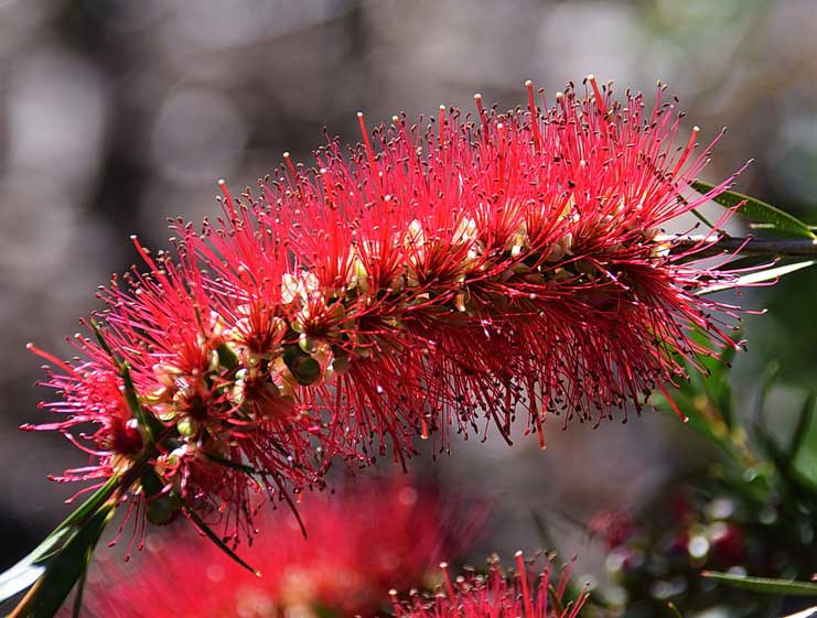 callistemon citrinus linearis