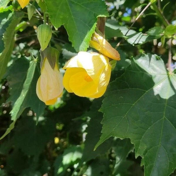 Abutilon pictum Yellow | Callianthe picta | 20_Seeds – Butterfly Garden ...
