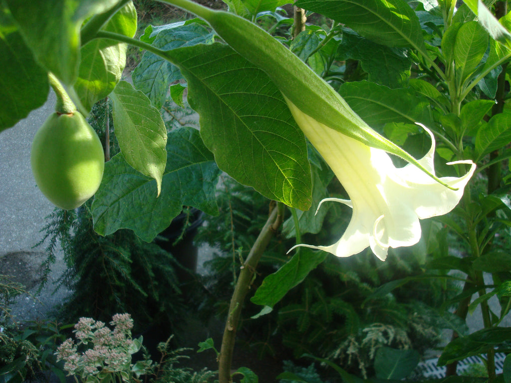 Brugmansia arborea | Angel’s Trumpet | 20_Seeds – Butterfly Garden Seeds