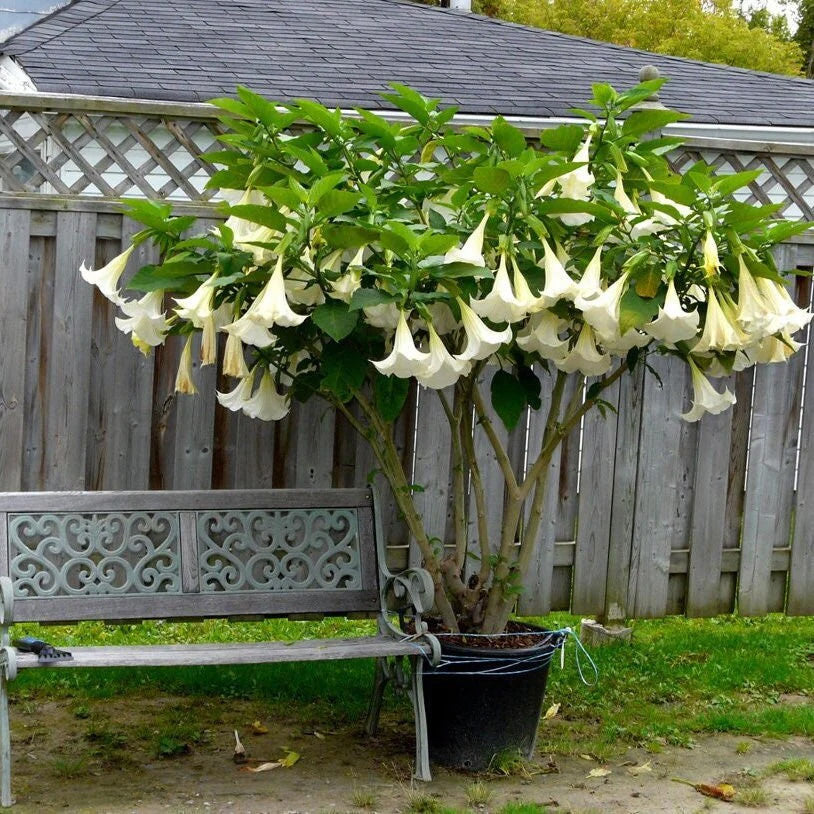 Brugmansia arborea | Angel’s Trumpet | 20_Seeds – Butterfly Garden Seeds