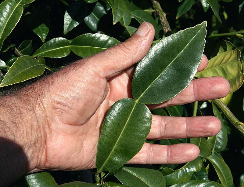 Citrus macroptera | Shatkora | Hatkhora | Ginger Lime | Wild Orange ...