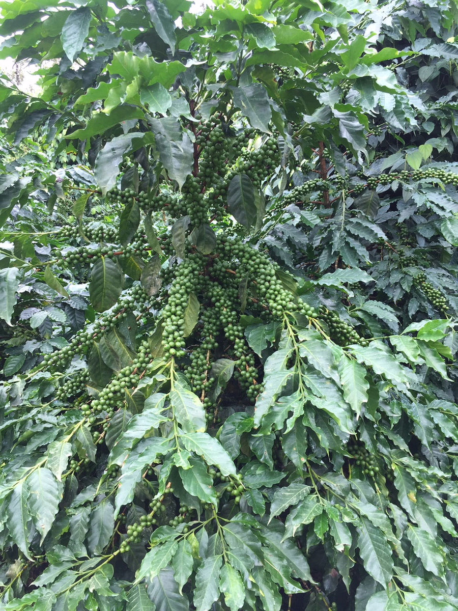 Coffea arabica Chandragiri | 5_Seeds – Butterfly Garden Seeds