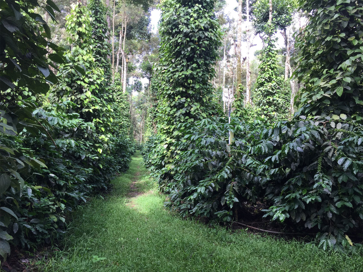 Coffea arabica Chandragiri | 5_Seeds – Butterfly Garden Seeds