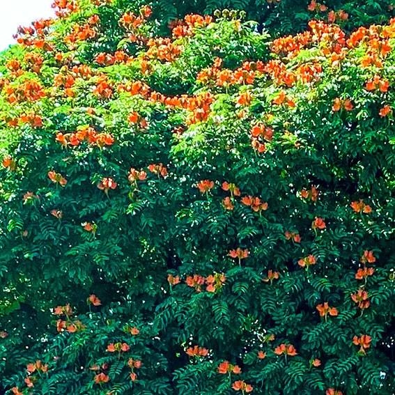 Cordia sebestena | Siricote | Kopte | Geiger Tree | Geranium | Anacond ...