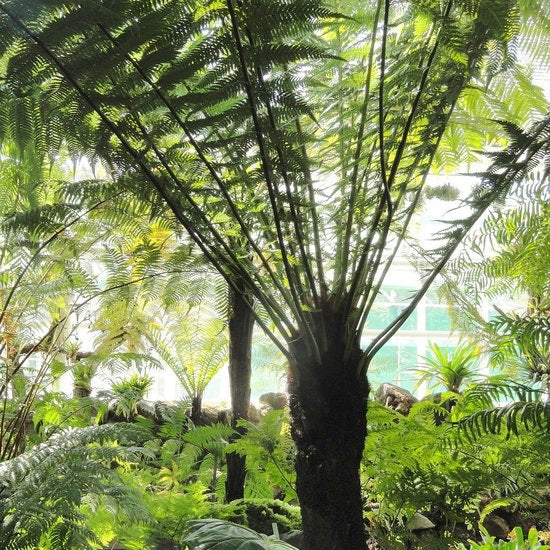Dicksonia fibrosa | Golden Tree Fern | 200_Spores – Butterfly Garden Seeds