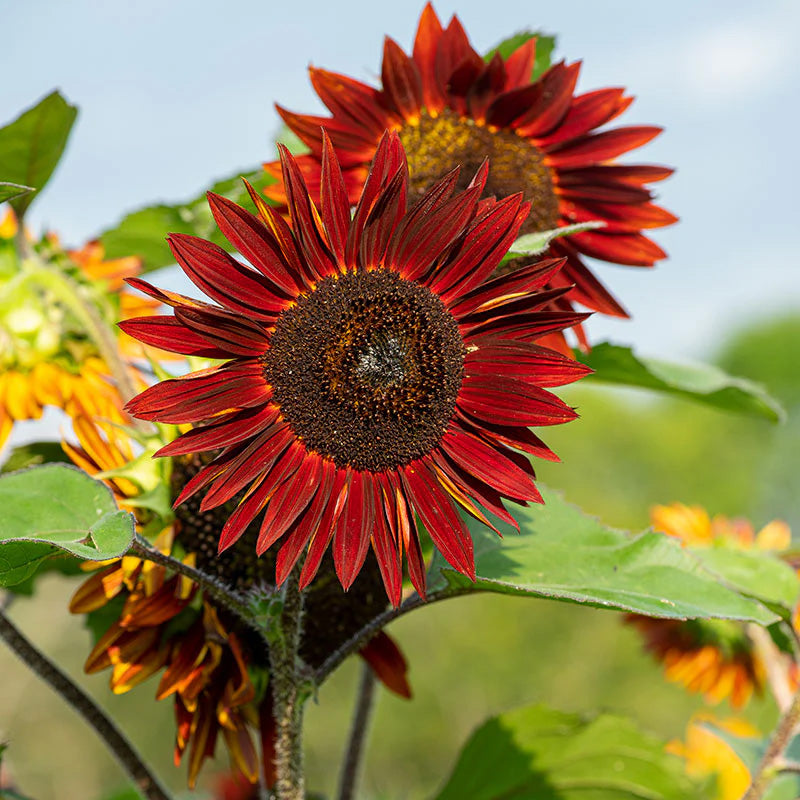 Helianthus annuus Claret | 10_Seeds – Butterfly Garden Seeds