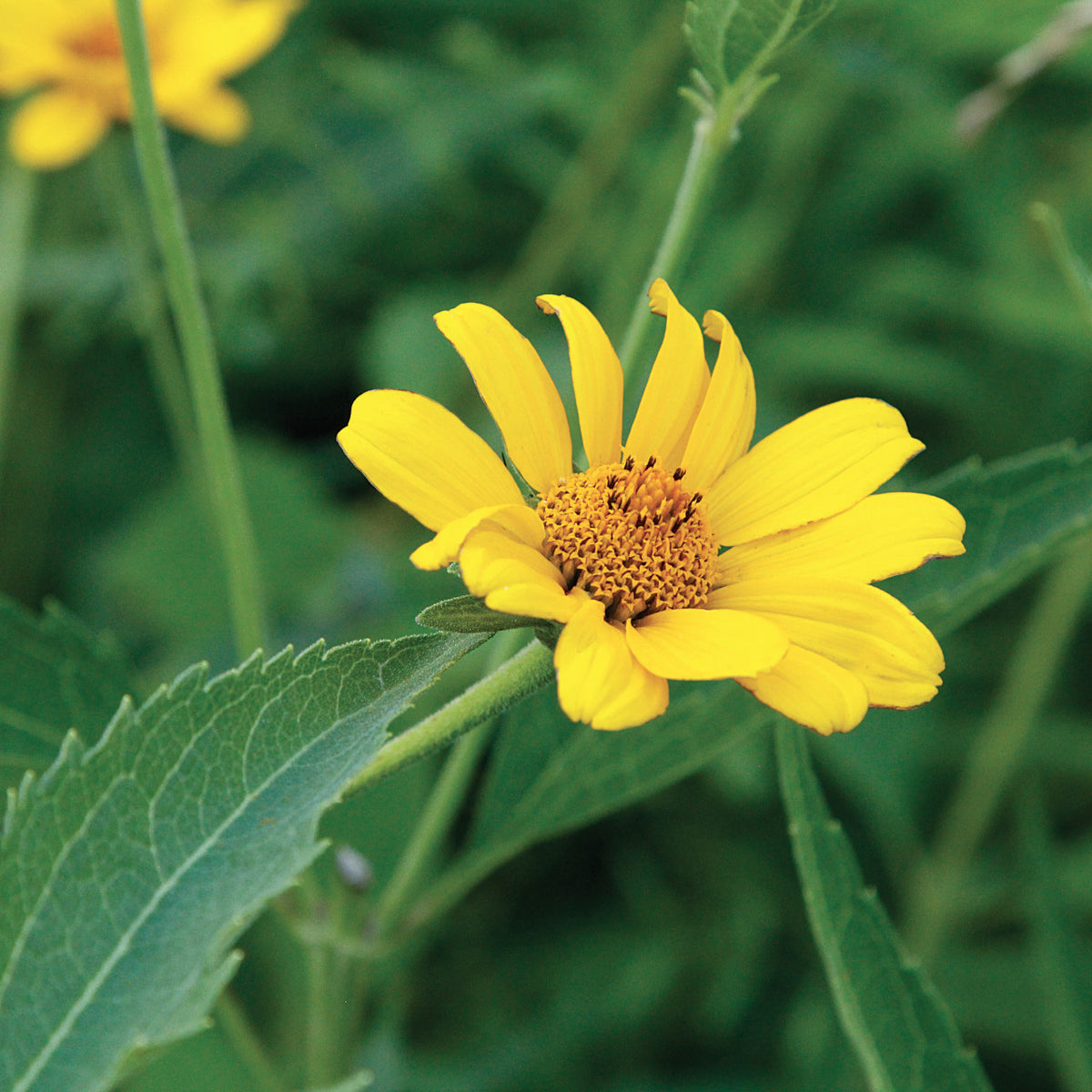 Heliopsis helianthoides | Rough & Smooth Oxeye | False Sunflower | 20 ...
