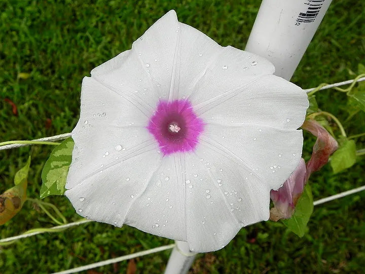 Ipomoea purpurea Jamie Lynn | 10_Seeds – Butterfly Garden Seeds