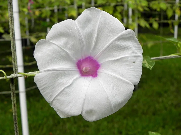 Ipomoea purpurea Jamie Lynn | 10_Seeds – Butterfly Garden Seeds