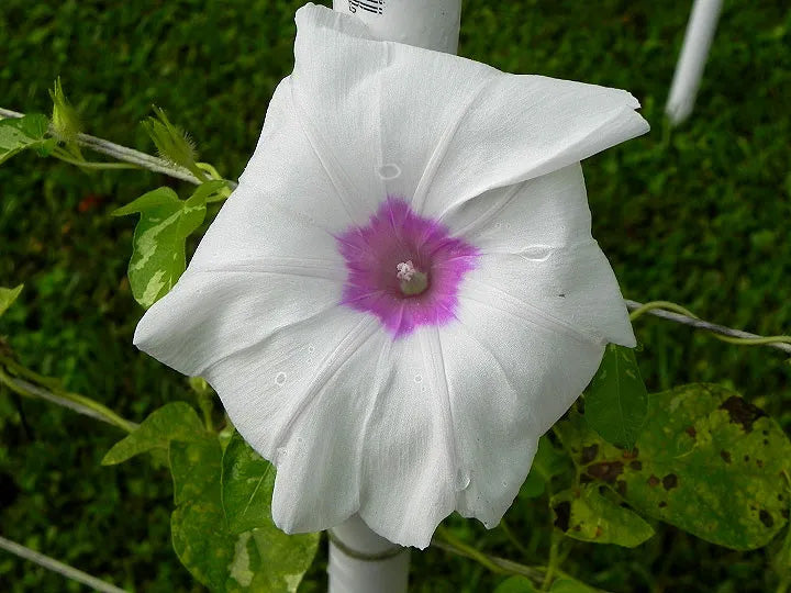Ipomoea purpurea Jamie Lynn | 10_Seeds – Butterfly Garden Seeds