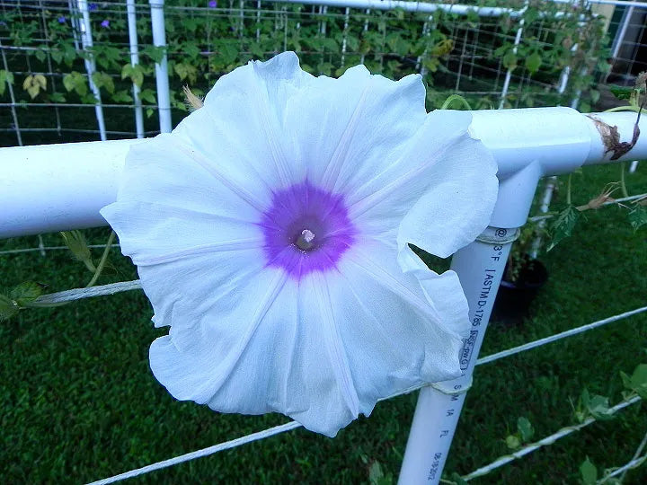 Ipomoea purpurea Jamie Lynn | 10_Seeds – Butterfly Garden Seeds