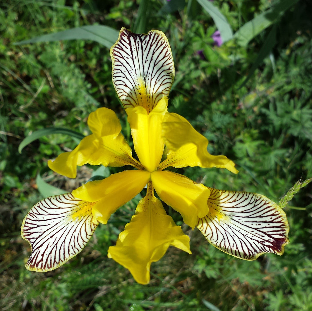 Iris variegata | Hungarian | 10_Seeds – Butterfly Garden Seeds