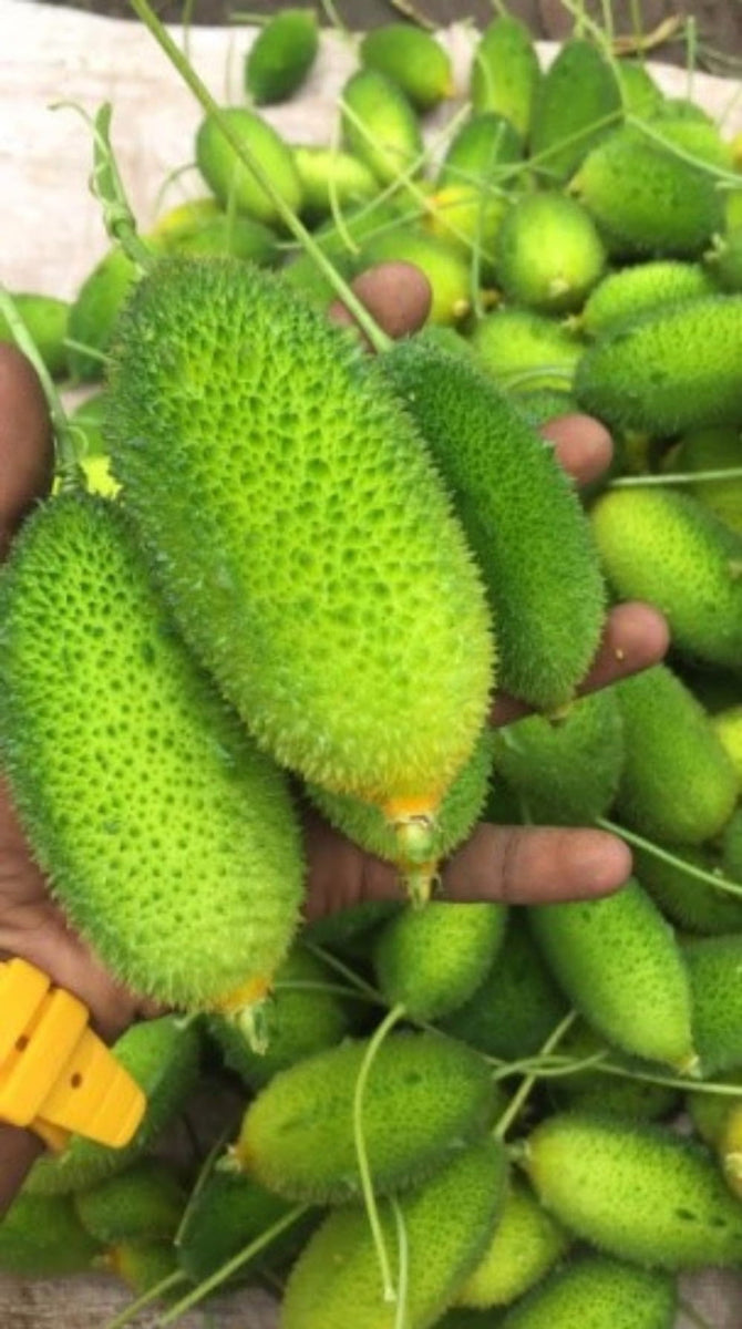 Momordica subangulata renigera | Teasle Gourd | Kakrol | Bhat Karela ...