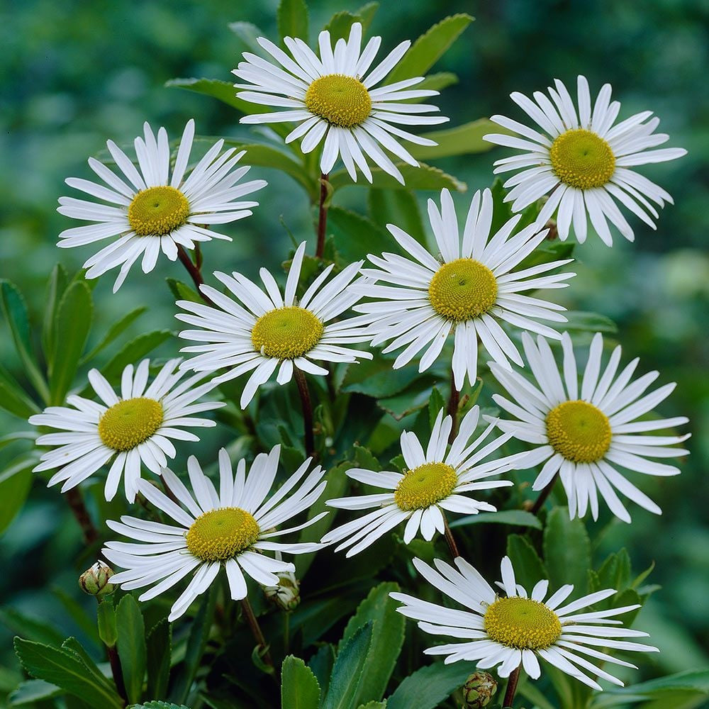 Nipponanthemum nipponicum | Nippon & Montauk Daisy | 20_Seeds ...
