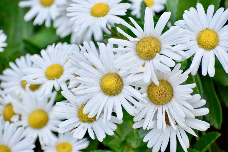 Nipponanthemum nipponicum | Nippon & Montauk Daisy | 20_Seeds ...