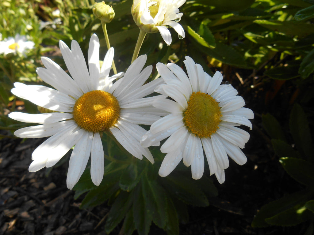 Nipponanthemum nipponicum | Nippon & Montauk Daisy | 20_Seeds ...