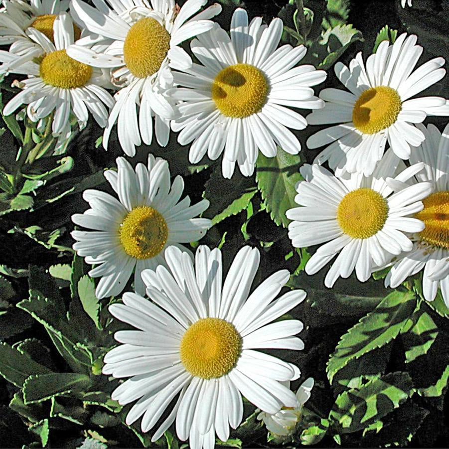Nipponanthemum nipponicum | Nippon & Montauk Daisy | 20_Seeds ...