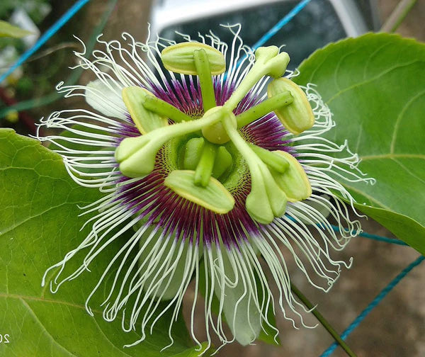 Passiflora edulis Sweetheart | 5_Seeds – Butterfly Garden Seeds