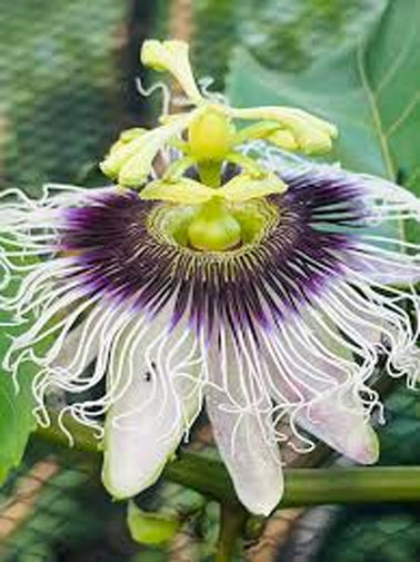 Passiflora edulis Sweetheart | 5_Seeds – Butterfly Garden Seeds