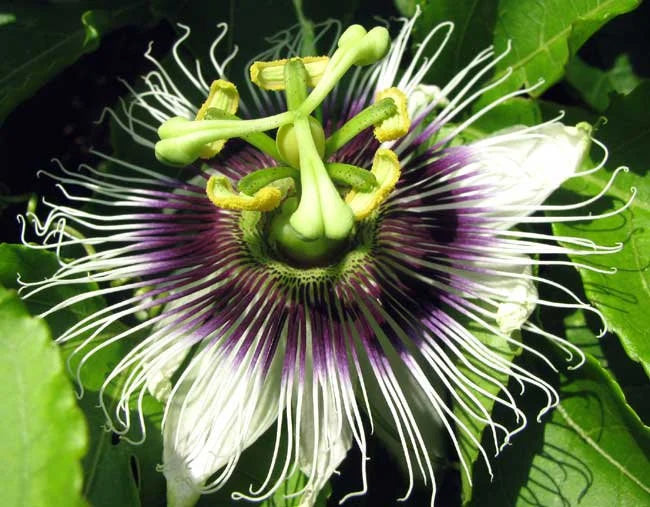 Passiflora edulis Sweetheart | 5_Seeds – Butterfly Garden Seeds