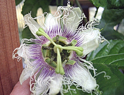 Passiflora edulis Sweetheart | 5_Seeds – Butterfly Garden Seeds