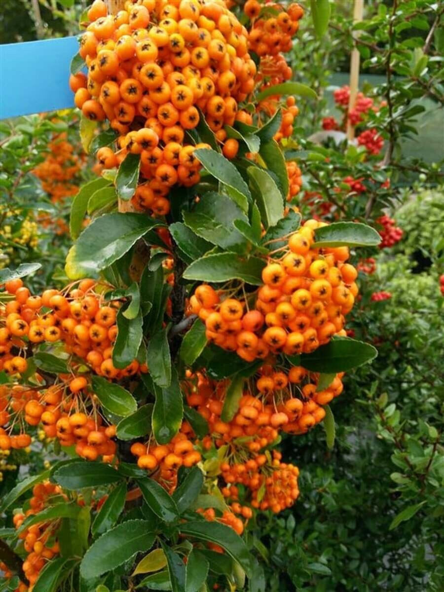 Pyracantha gibbsii Orange Glow | Firethorn | 10_Seeds – Butterfly ...