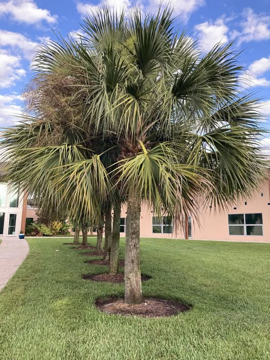 Sabal palmetto | Swamp Cabbage | Carolina & Common Palmetto | 10_Seeds ...