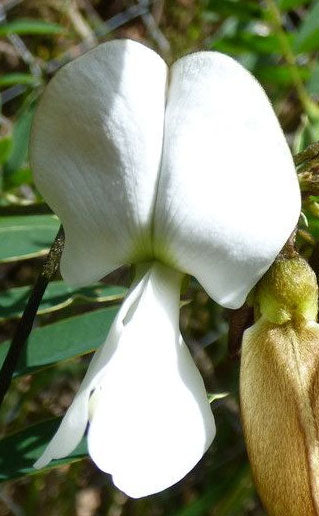 Tephrosia candida | White | 10_Seeds – Butterfly Garden Seeds