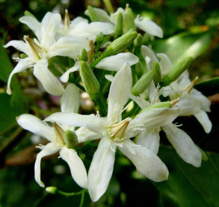Wrightia tinctoria | Pala Indigo | Dyers Oleander | 20_Seeds ...