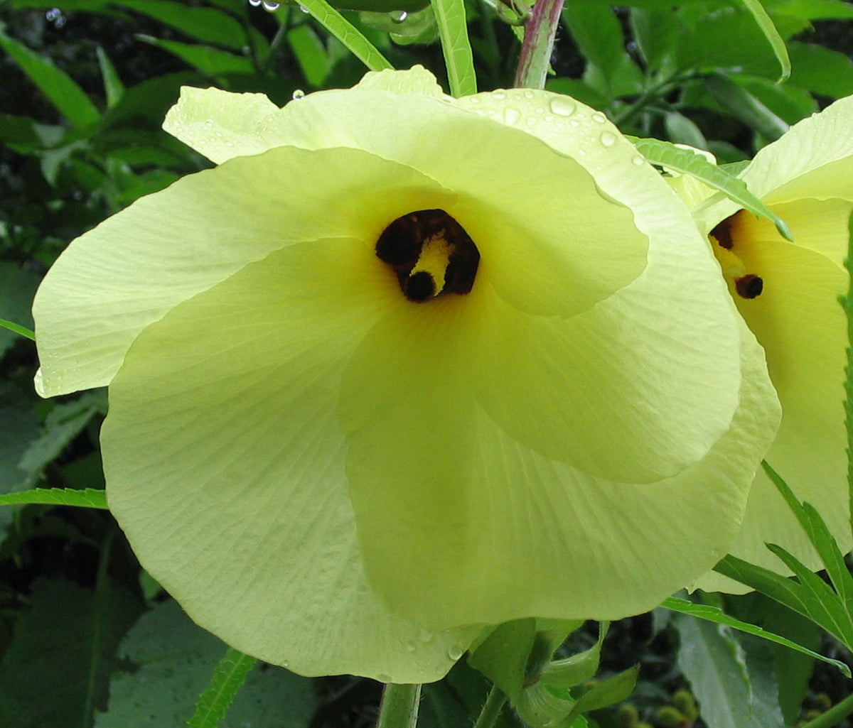 Abelmoschus manihot | Aibika | Sunset Muskmallow Hibiscus | 50_Seeds ...