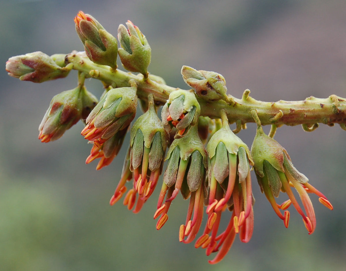 Acrocarpus fraxinifolius | Pink Cedar | Indian Ash | Shingle Tree | 20 ...