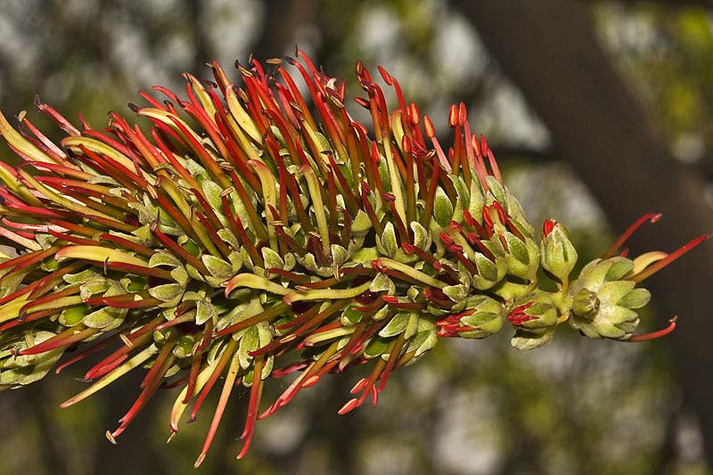 Acrocarpus fraxinifolius | Pink Cedar | Indian Ash | Shingle Tree | 20 ...