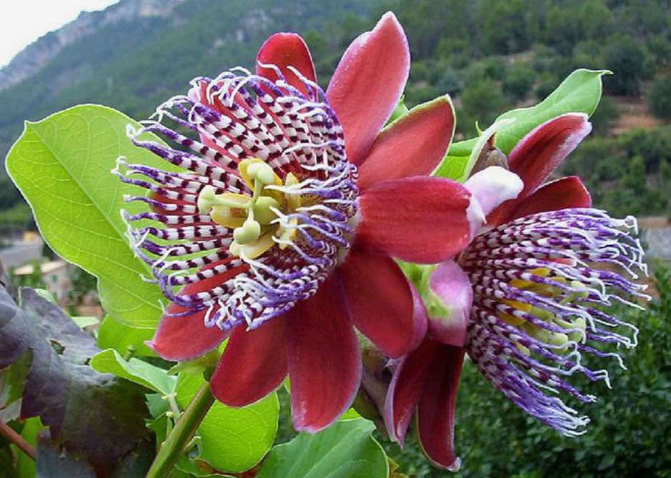 Granadilla Tree Flower