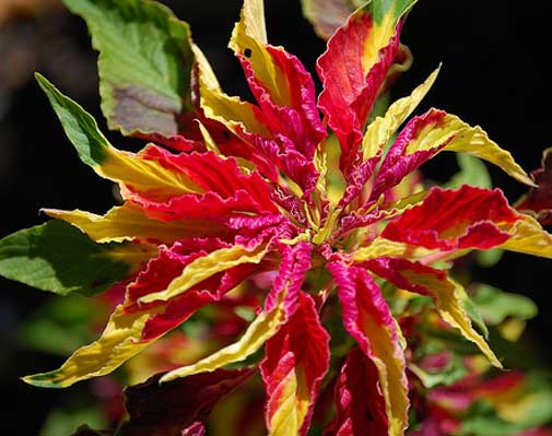 Amaranthus tricolor Early Splendor | Summer Poinsettia | Josephs Coat ...