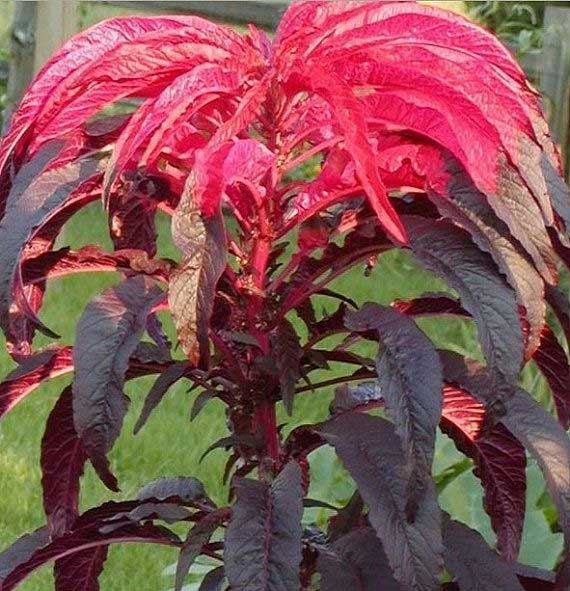 Amaranthus tricolor Early Splendor | Summer Poinsettia | Josephs Coat ...