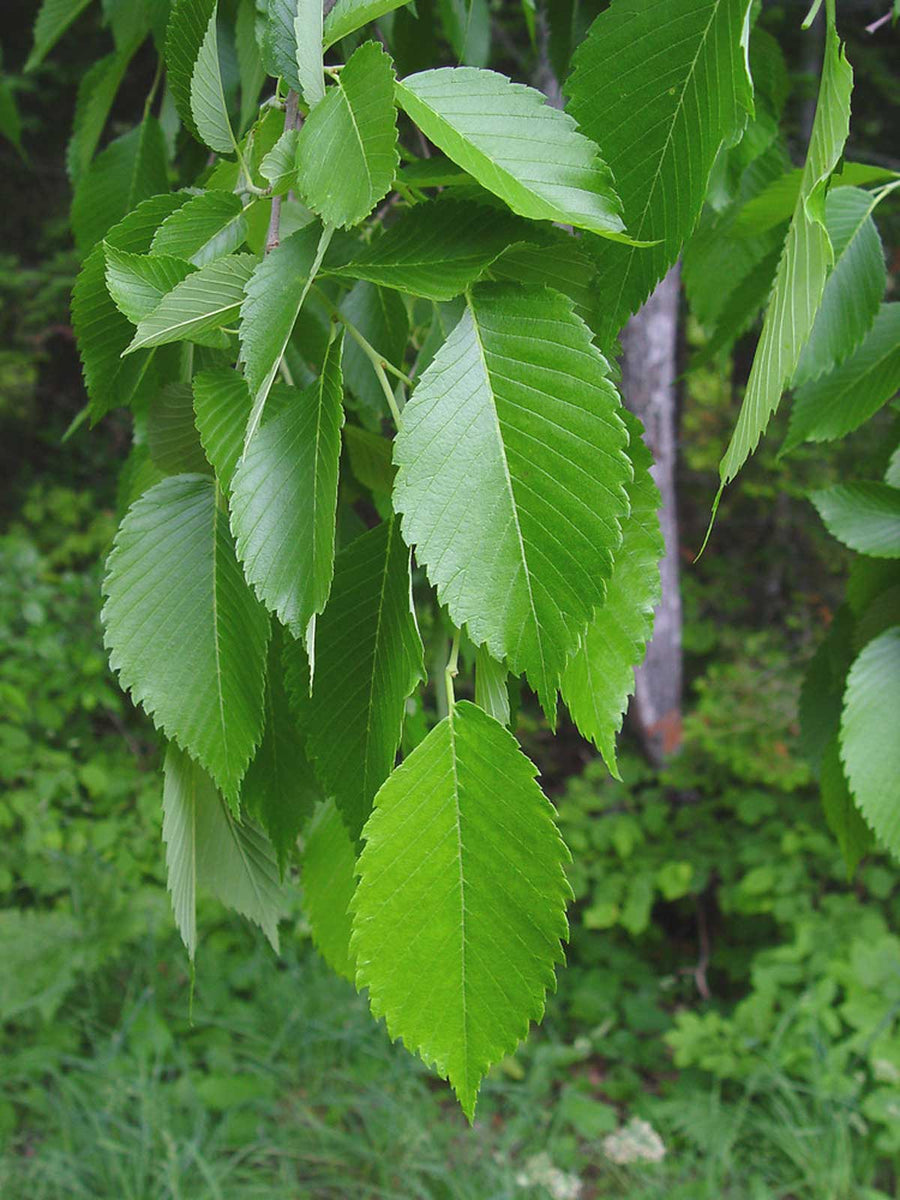 Ulmus americana | American Elm | White Water Soft FL Elm | 20_Seeds ...