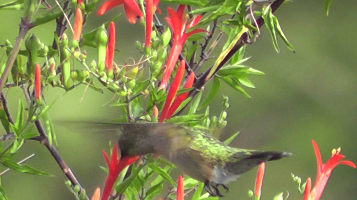 Anisacanthus quadrifidus | Hummingbird | Flame Acanthus | 10_Seeds ...