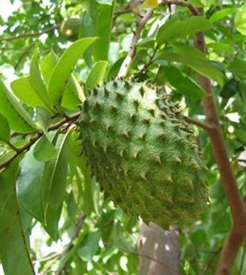 Annona purpurea | Soncoya | Cabeza de Negro | 5 Seeds – Butterfly ...
