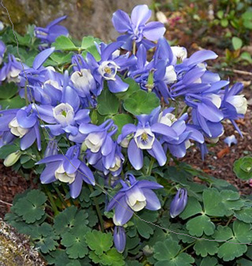 Aquilegia flabellata | Fan Columbine | 10_Seeds – Butterfly Garden Seeds