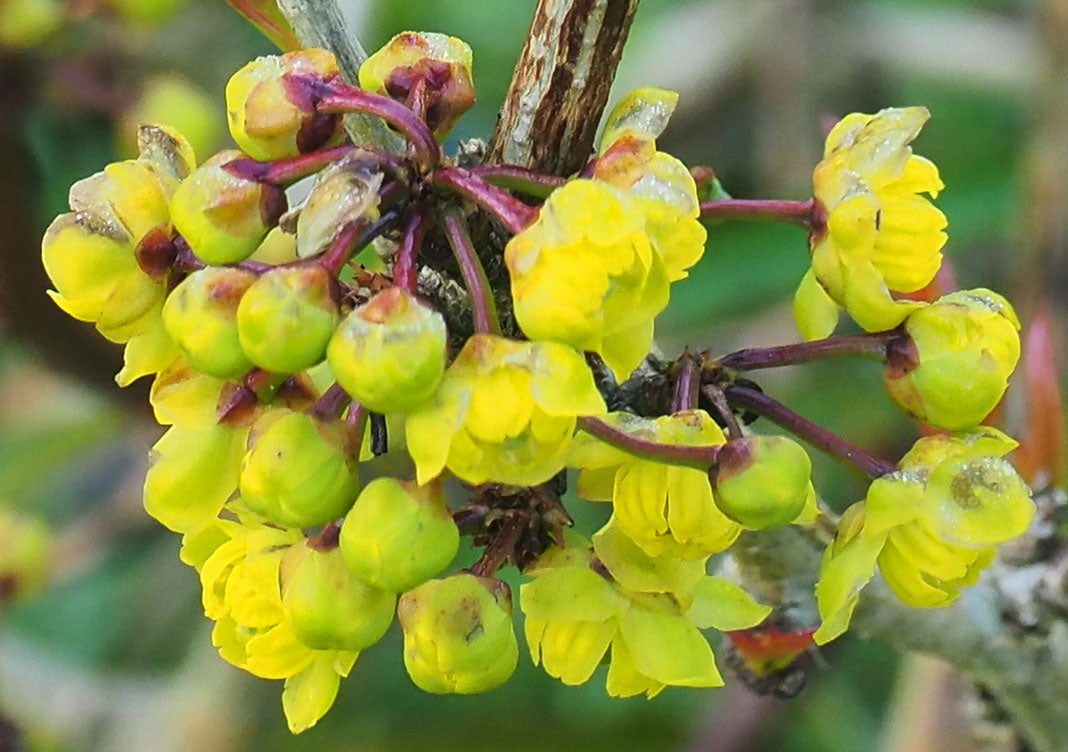 Berberis insignis | Barberry | 10_Seeds – Butterfly Garden Seeds