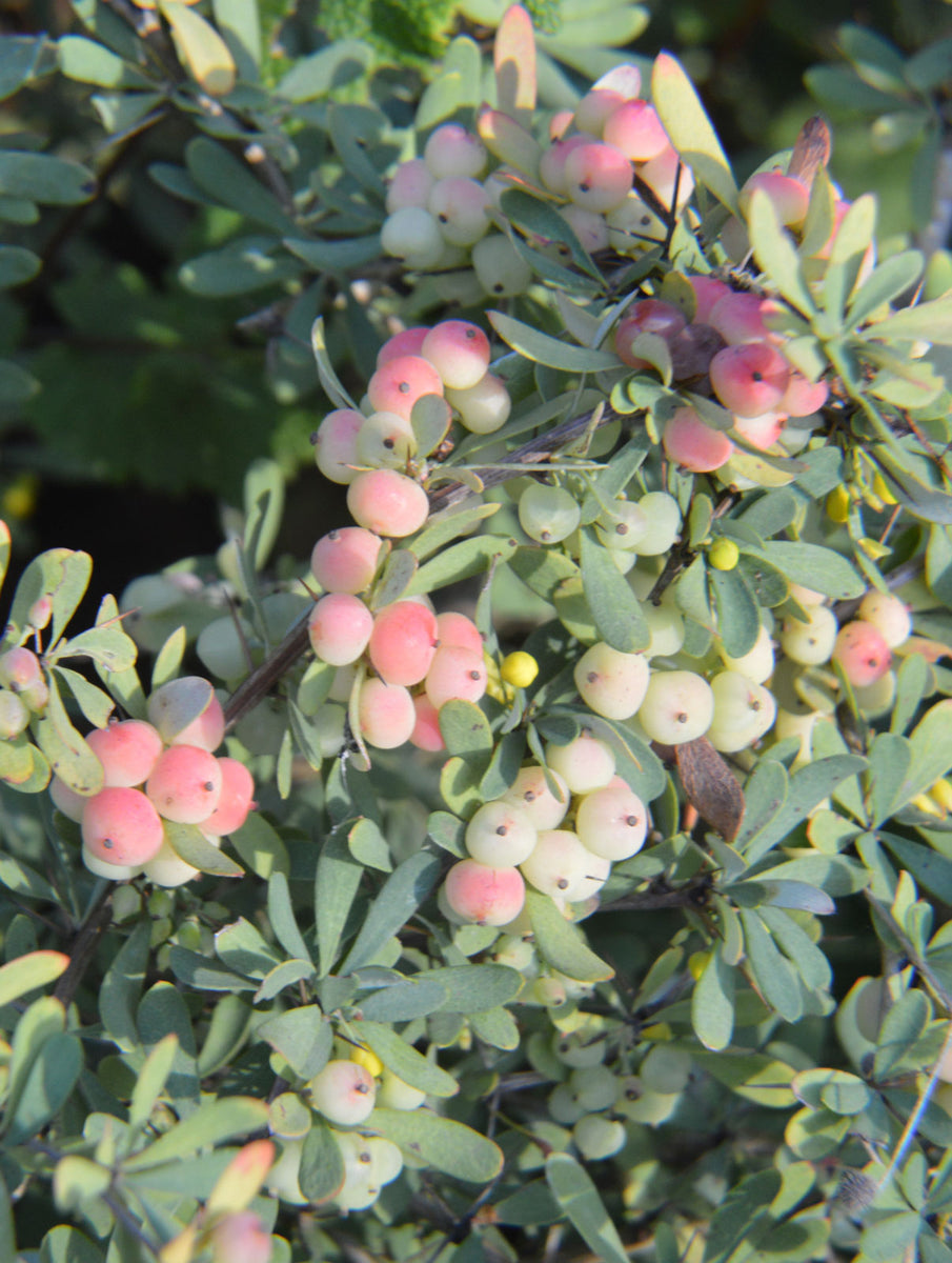 Berberis wilsonii | 20_Seeds – Butterfly Garden Seeds