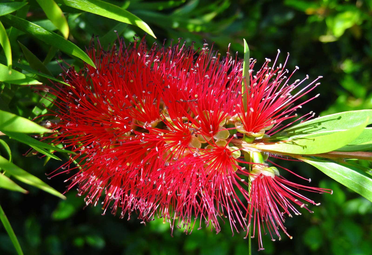 Callistemon citrinus | Lemon Crimson Bottlebrush | 200_Seeds ...