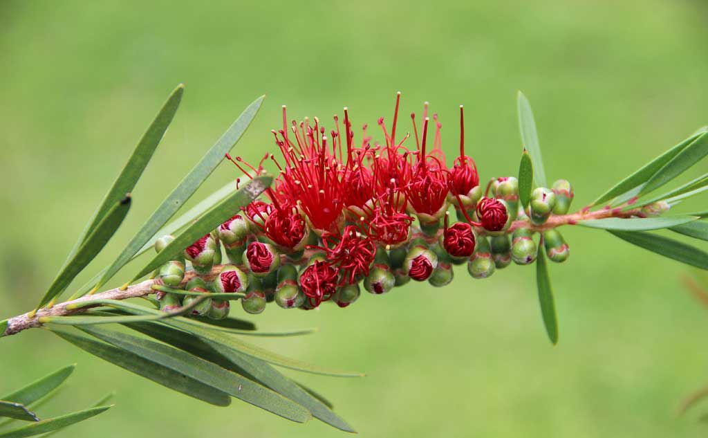 callistemon citrinus leaf
