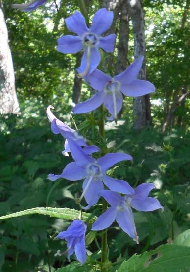 Campanulastrum americanum | Tall American Bellflower | 100_Seeds ...