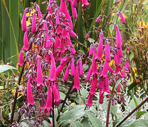 Phygelius capensis | Cape Fuchsia | 10_Seeds – Butterfly Garden Seeds