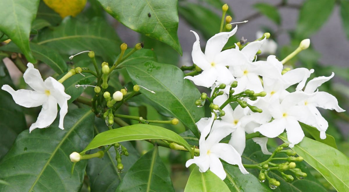 Tabernaemontana divaricata | Butterfly Gardenia | Crepe Jasmine | 10_S ...
