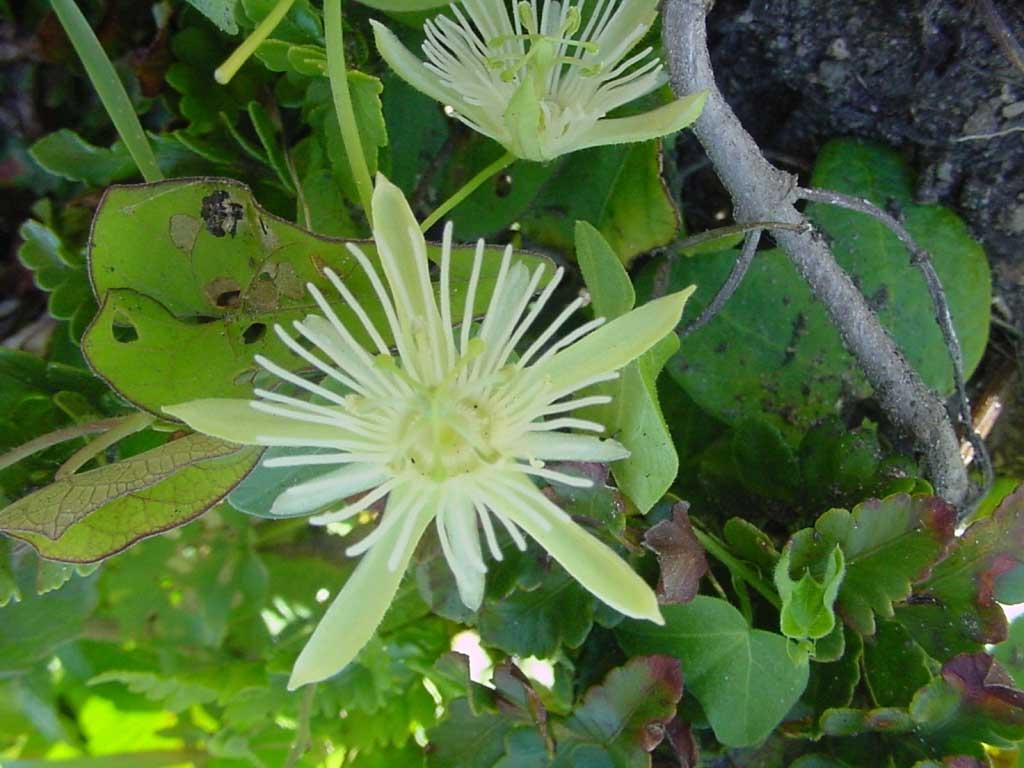 Passiflora capsularis | Red Granadilla | 10_Seeds – Butterfly Garden Seeds