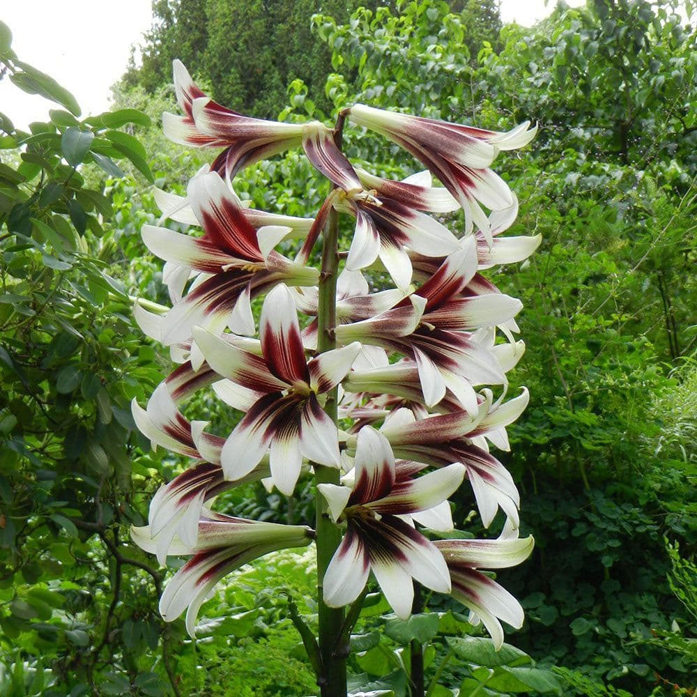 Cardiocrinum giganteum | Giant Himalayan Lily | 20_Seeds – Butterfly ...